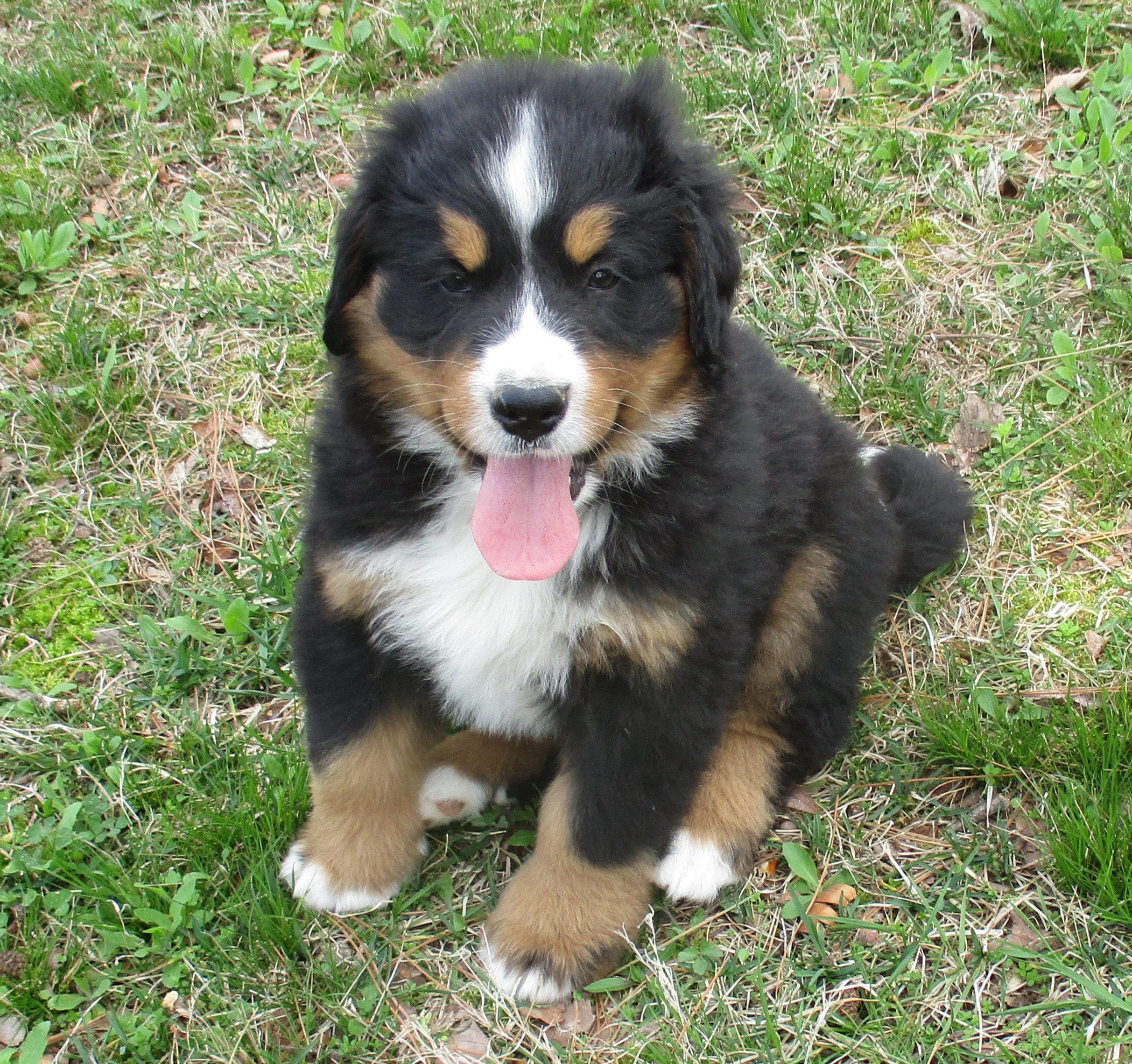 Shady Oak Bernese Mountain Dogs and Shiba Inu - Puppies